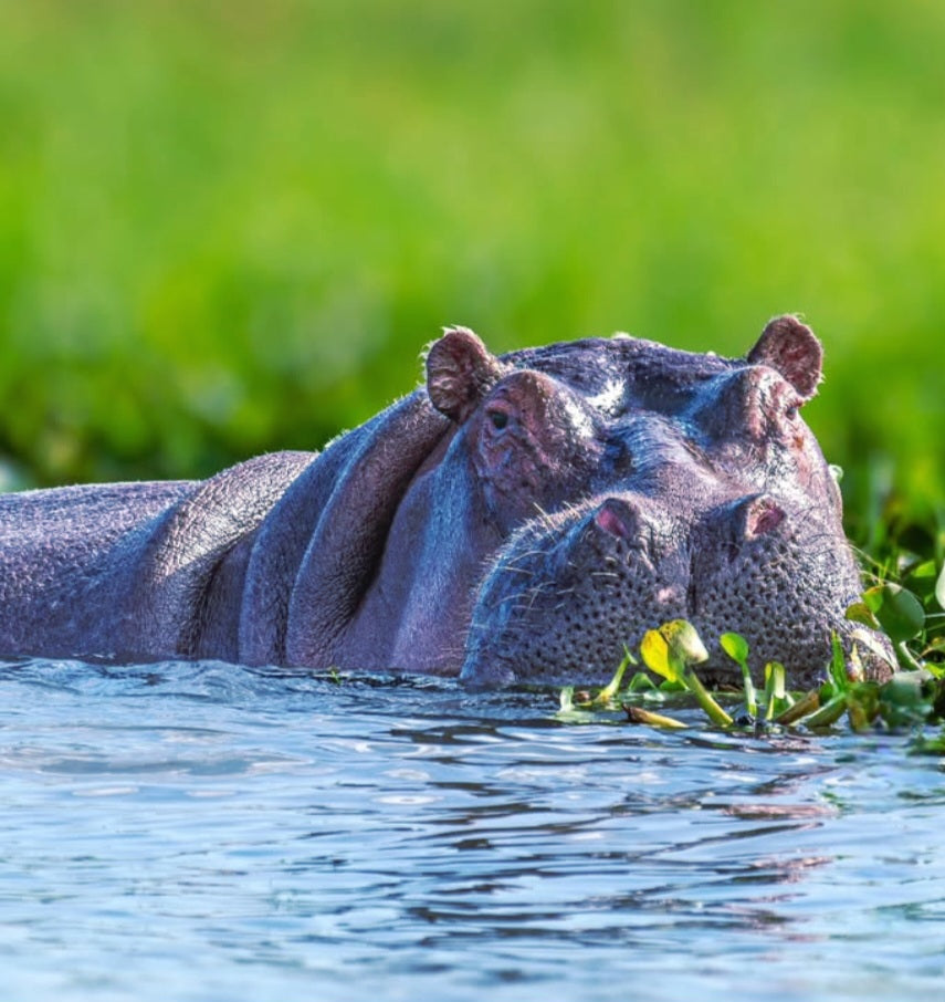 ЮАР с Делтата на Окаванго, водопада Виктория парка Крюгер и Дракенсбер